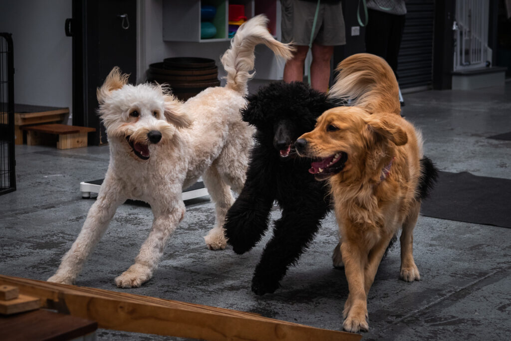 Log In - Urban Dogs HQ